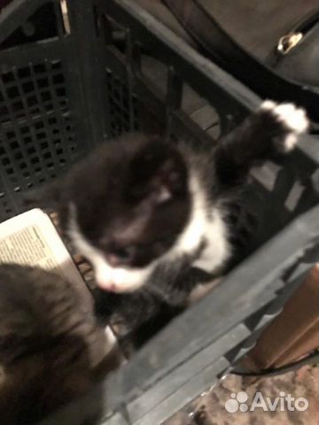 Бамбейские, бамбические котята