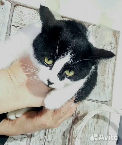 Котёнок в добрые ответственные руки