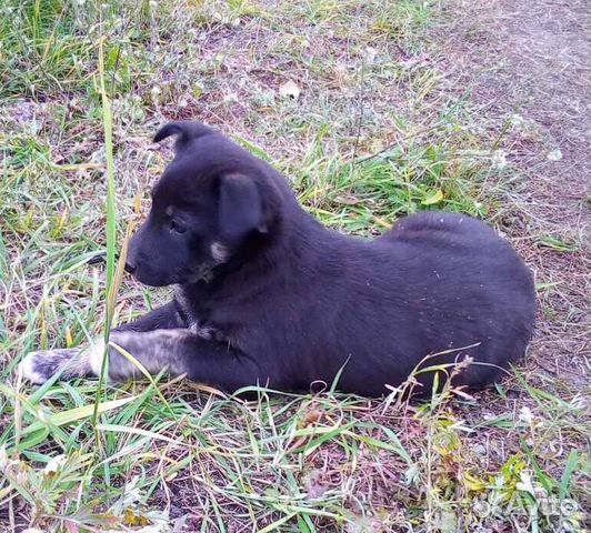 Щенки в заботливые руки