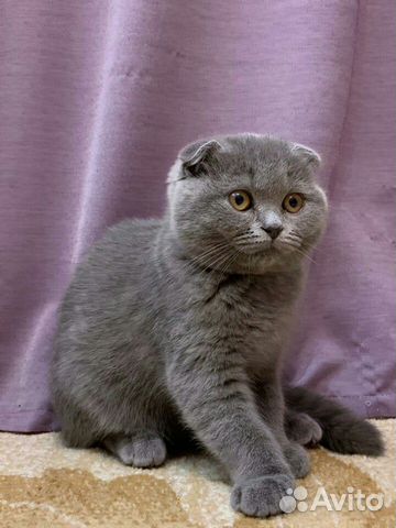 Продам отличную кошечку