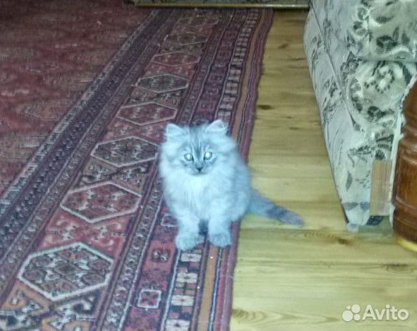Красивый серенький котенок