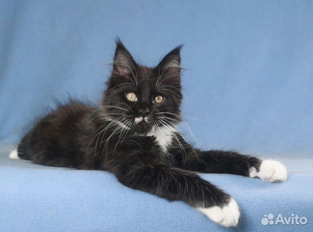 Красивый куненок джентльмен Totem