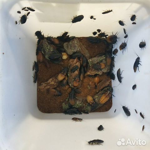 Таракан мадагаскарский