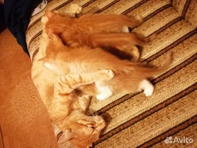 Отдам котят