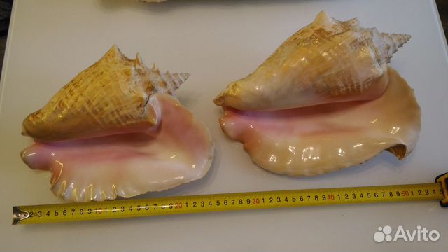 Морские раковины, ракушки