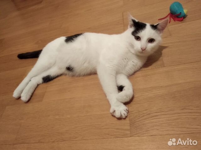 Котенок