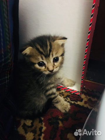 Вислоухая кошечка