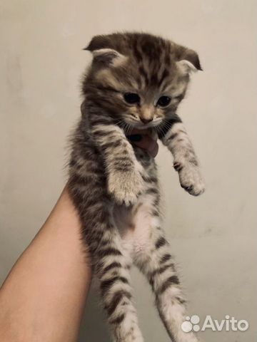 Британские котята