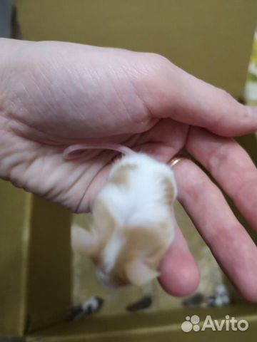 Джунгарский хомяк