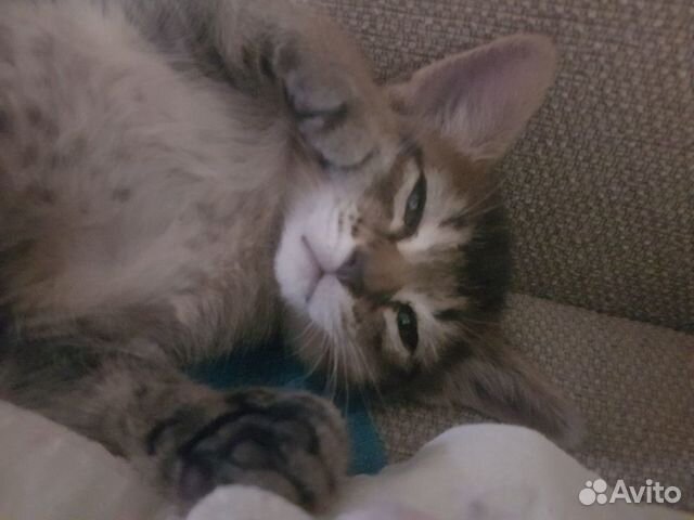 Котята метисы абессинки и бенгала