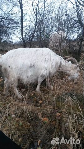 Коза Зааненской породы