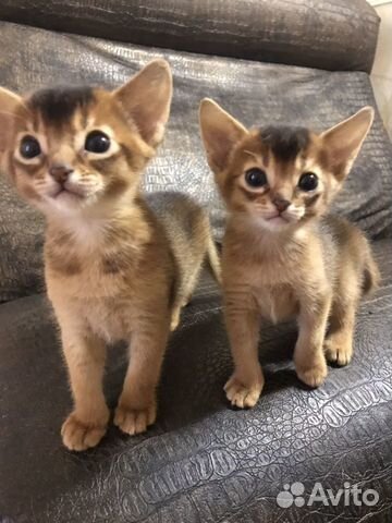 Абиссинские котята