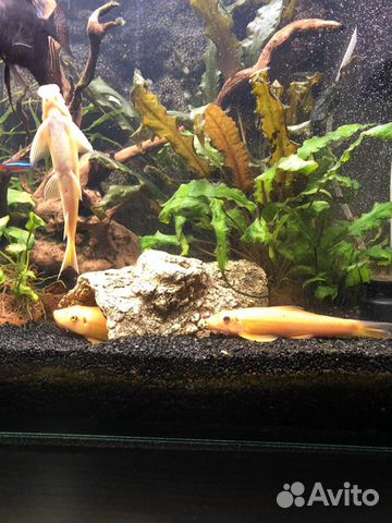 Геринохейлус