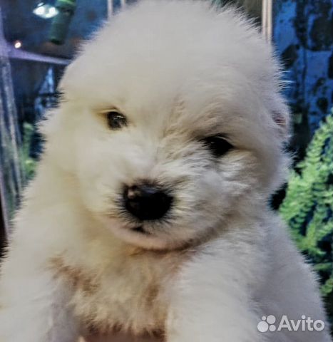 Щенки самоеда, малыши