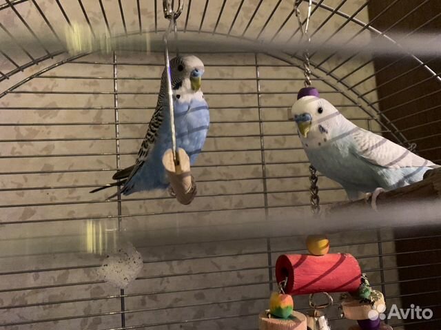 Попугаи волнистые (мальчики)
