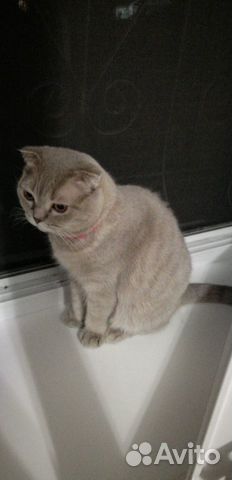 Котята вислоухой шотландской кошечки
