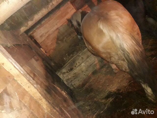 Кобыла 700 вес