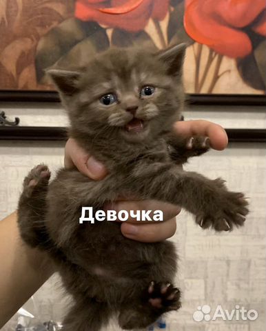 Милые мраморные британчики