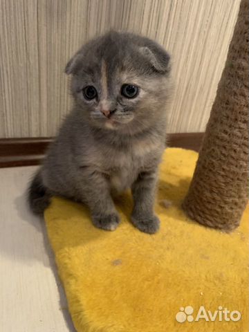 Котята Шотландская вислоухая