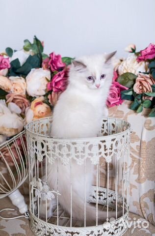 Рэгдолл котенок Герда