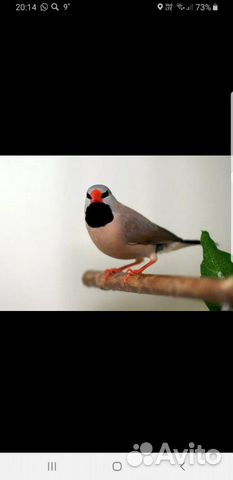 Острохвостая амадина