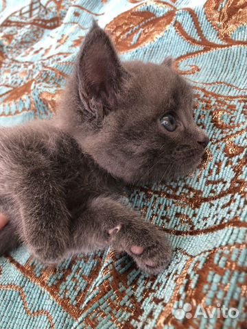 Дымчатый Котенок с бирюзовыми глазами