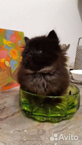Сибирский котенок