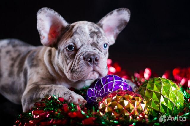 Красивый голубоглазый лиловый мерле мальчик