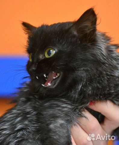 Котенок Фауст в добрые руки