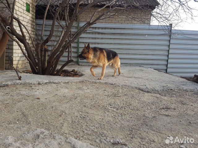 Немецкая овчарка кабель вязка