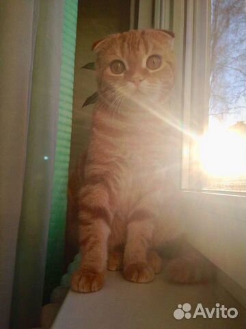 Шотландская