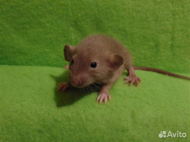 Крупные, лопоухие крысята - дамбо, клетки, гамаки