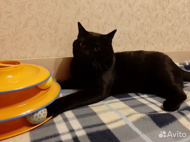 Кот на вязку