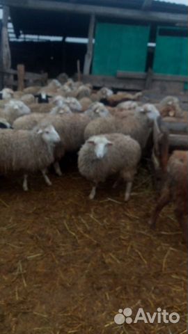 Продаю ягнят