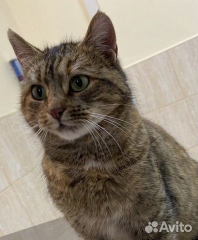 Кошечка Асенька ищет свою семью