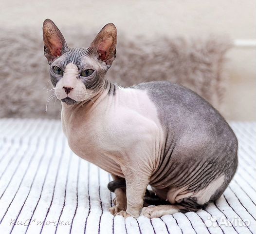 Марисабэль. 6 лет