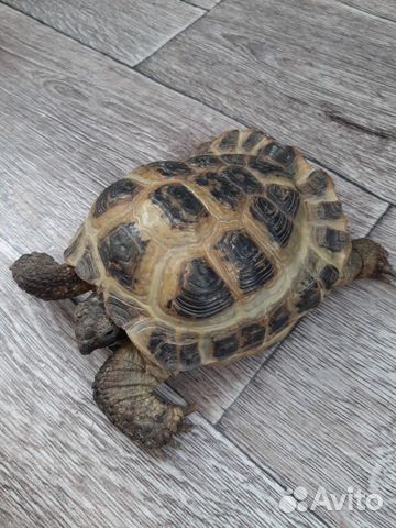 Продам Черепаху