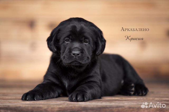 Щенки лабрадора