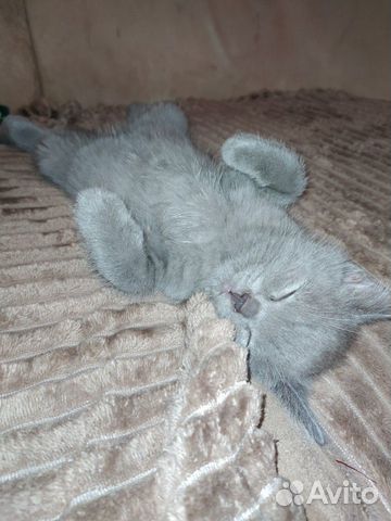 Кошка скотишь страйт