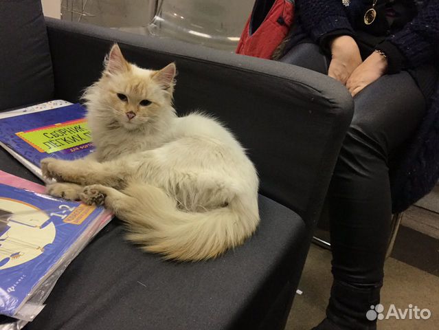 Отдам в добрые руки Кошечку подростка