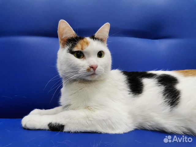 Кошка Этти