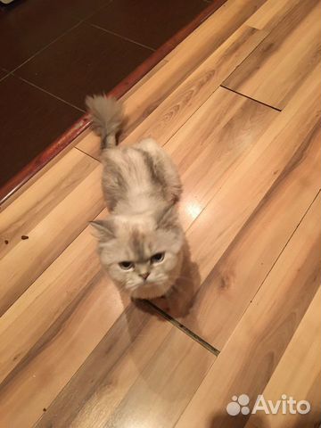 Британка длинношёрстая