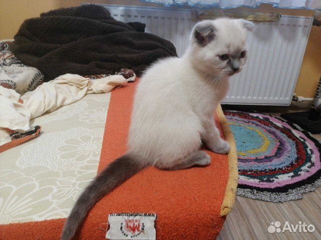 Шотландская вислоухая девочка