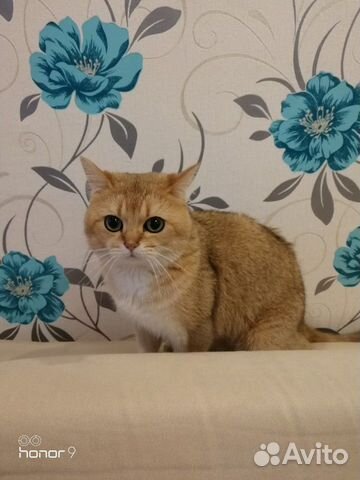Вязка кота