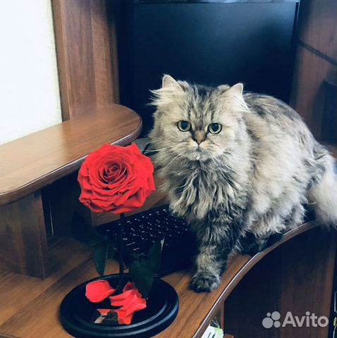 Ищу кота перса для вязки