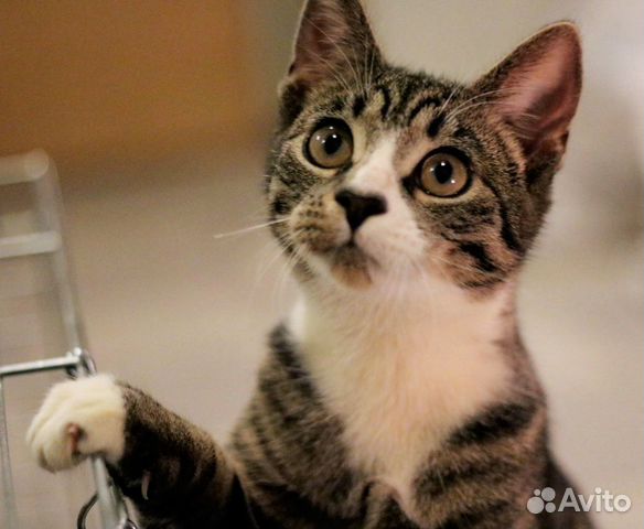 Котёнок девочка 5.5 месяцев