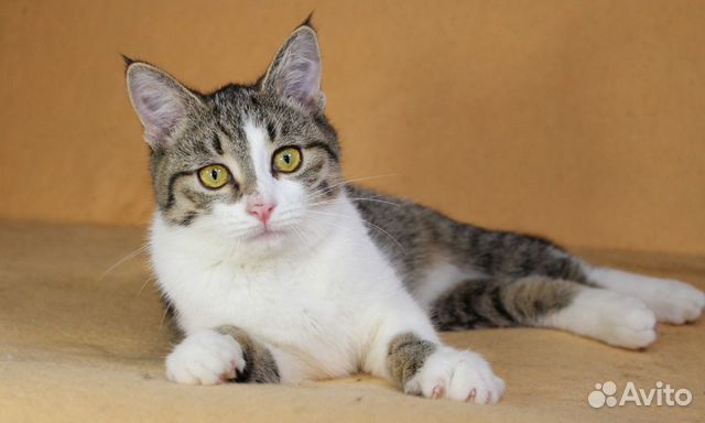 Гипер ласковая Герда 4 мес