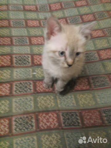 Котенок от сиамской кошки(мальчик) 2месяца