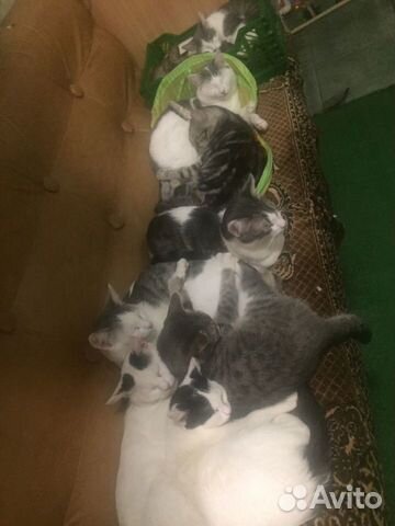 Домашний приют,очень ласковых,молодых кошек и кото