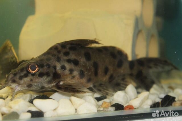 Сон синодонтис